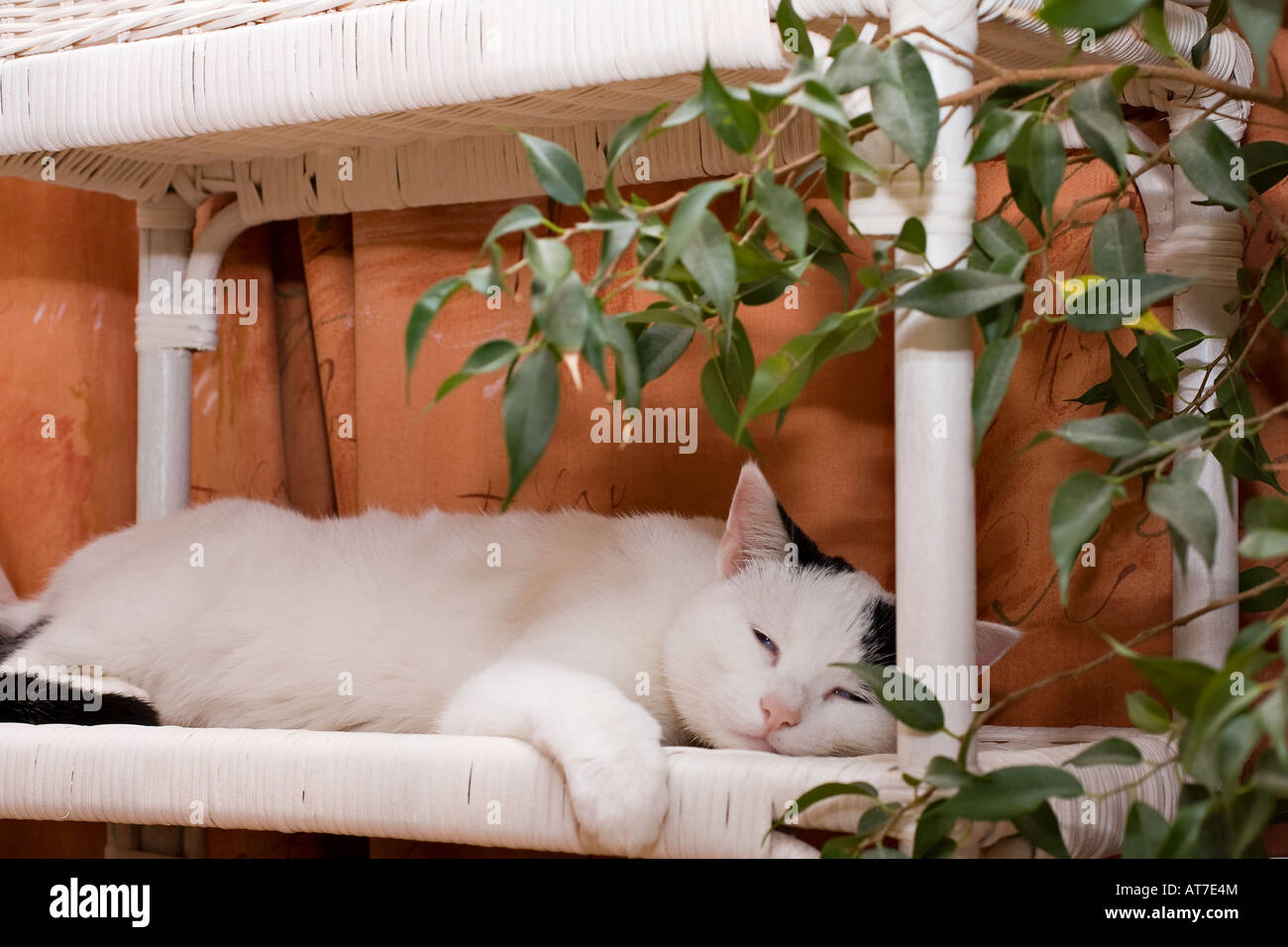 Cute young white domestic cat asleep in conservatory. Third eyelids are ...