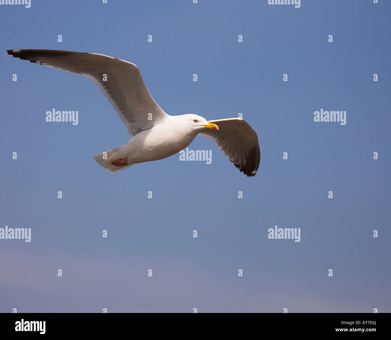 Gull in flight Stock Photo - Alamy