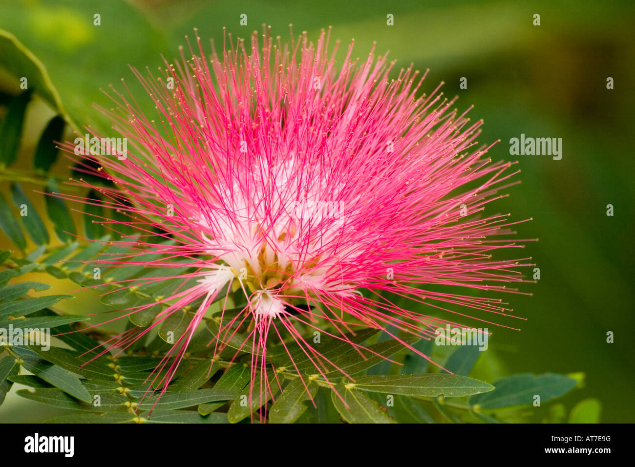 RED POWDERPUFF PLANT CALLIANDRA HAEMATOCEPHALA - TRINIDAD Stock Photo ...