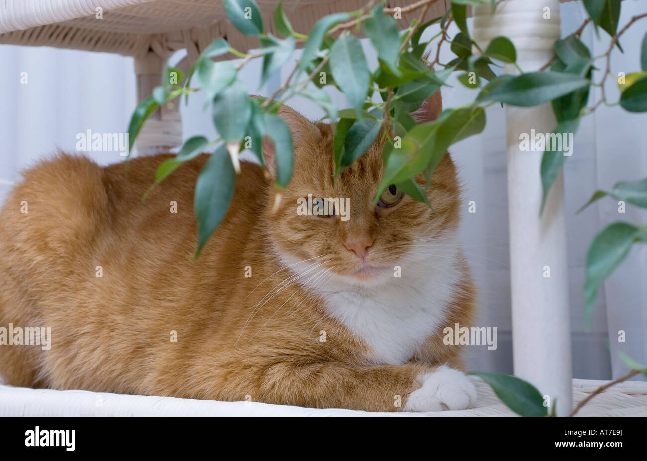 Adult Ginger cat (Felis catus) lying down under table and plant and ...