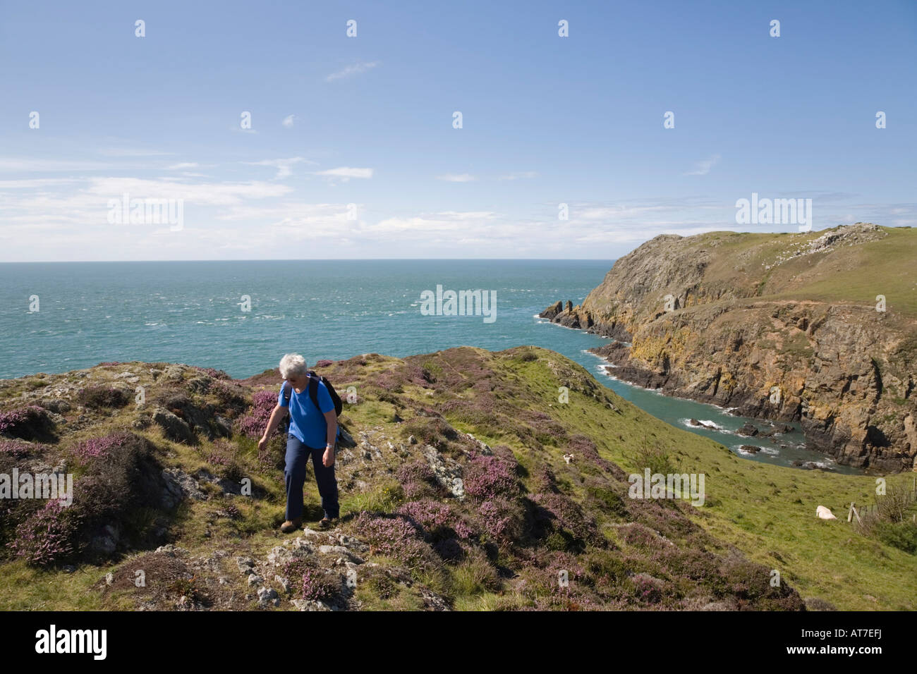 Woman walking on Anglesey Coastal Path with view to Carmel Head ...