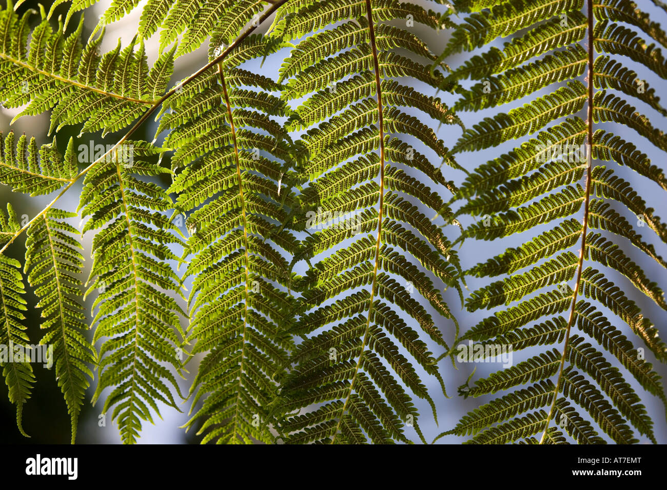 Backlit epiphytic fern leaves Stock Photo - Alamy