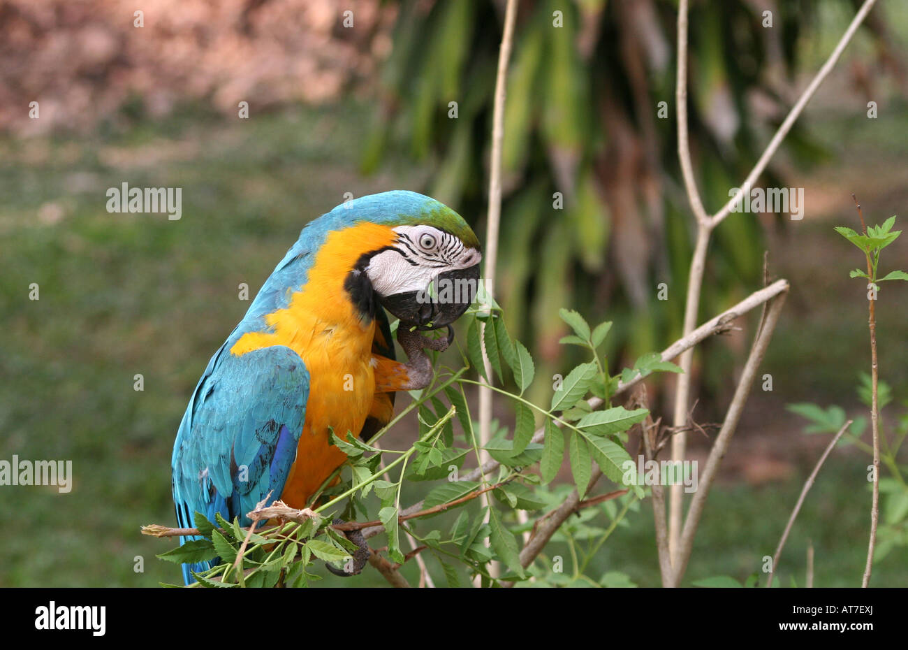 Blue and gold macaw at a jungle lodge near Puerto Maldonado Peru Stock ...