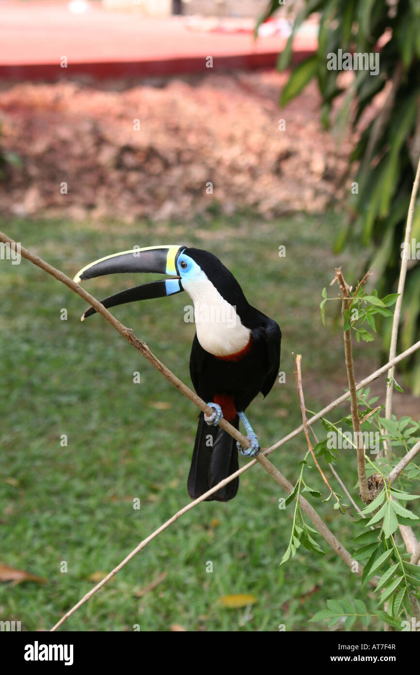 Yellow ridged toucan at a jungle lodge near Puerto Maldonado Peru Stock ...