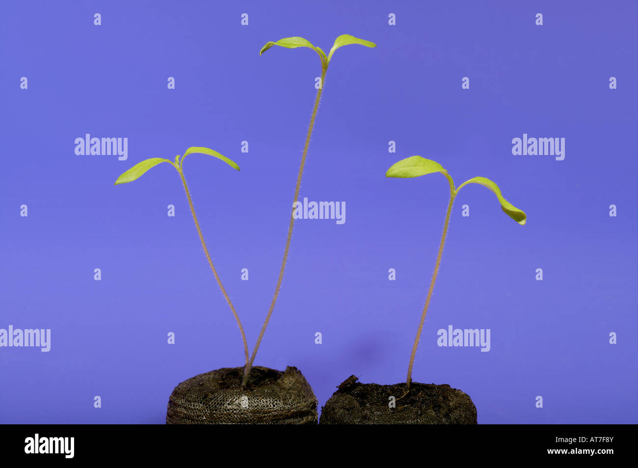 young plant growth sprout tomato growing three blue nature gardening ...