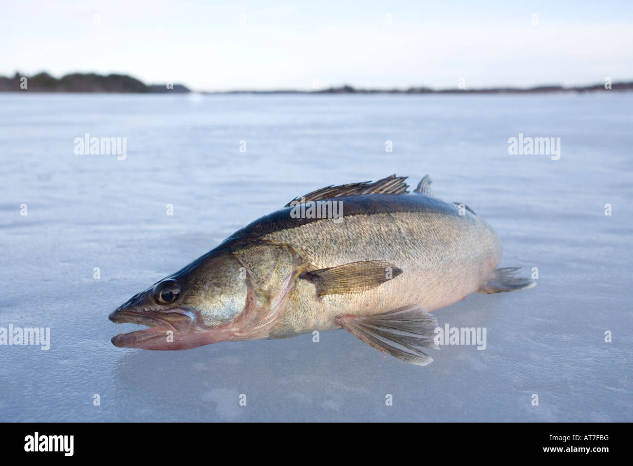 Walleye Ice Fishing High Resolution Stock Photography and Images - Alamy