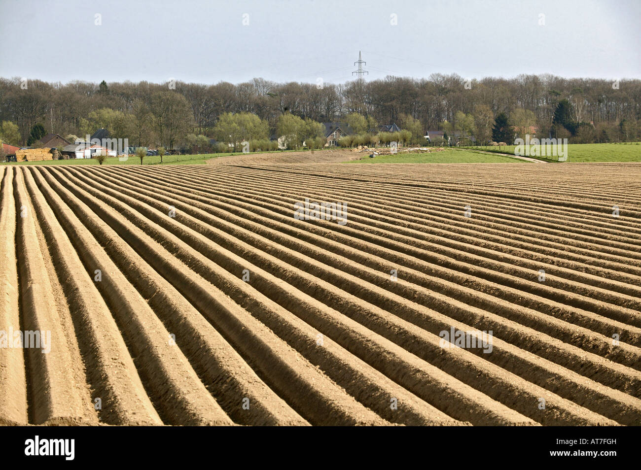 Farm Field Rows
