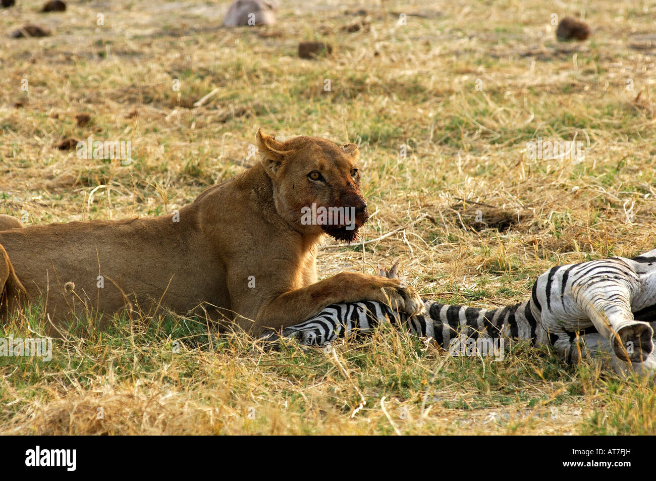 Lioness hunt zebra hi-res stock photography and images - Alamy