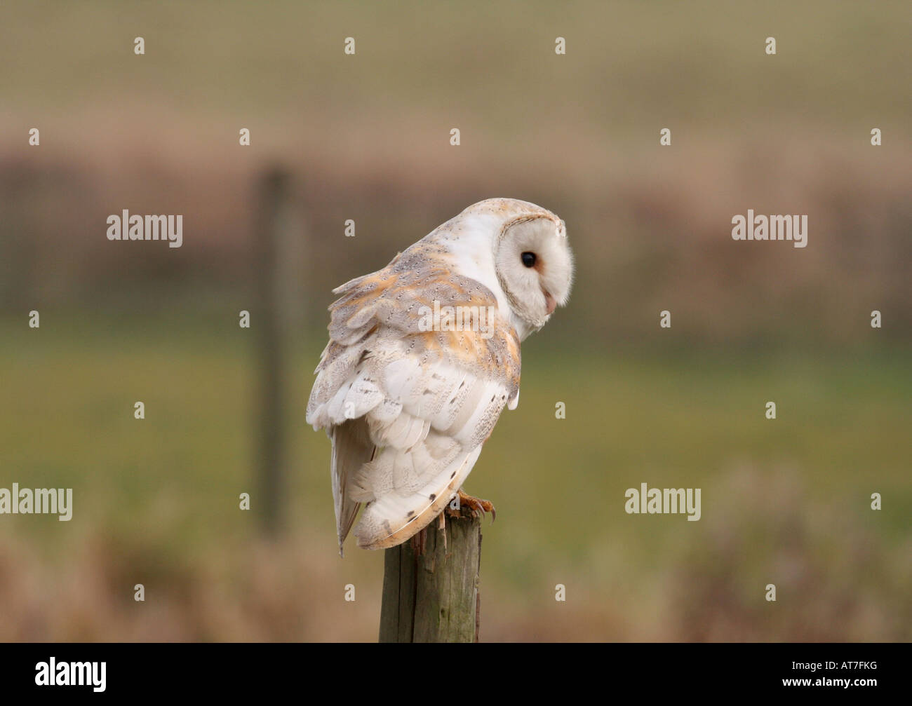 Barn Owl sat on fence post Stock Photo - Alamy