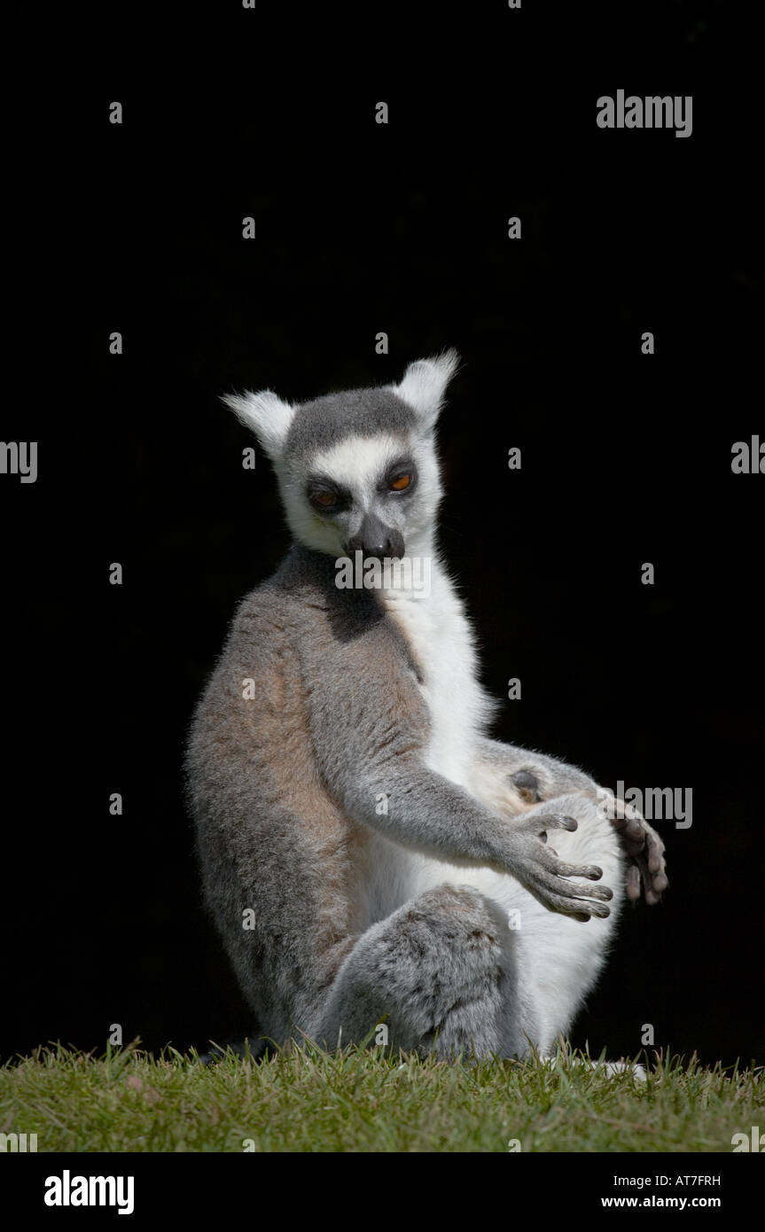 Ring Tailed Lemur Lemur catta sat on grass ringtailed primate monkey ...