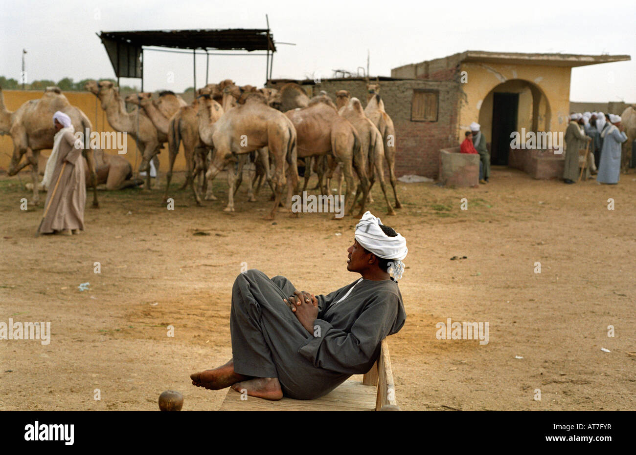 Camel worker hi-res stock photography and images - Alamy
