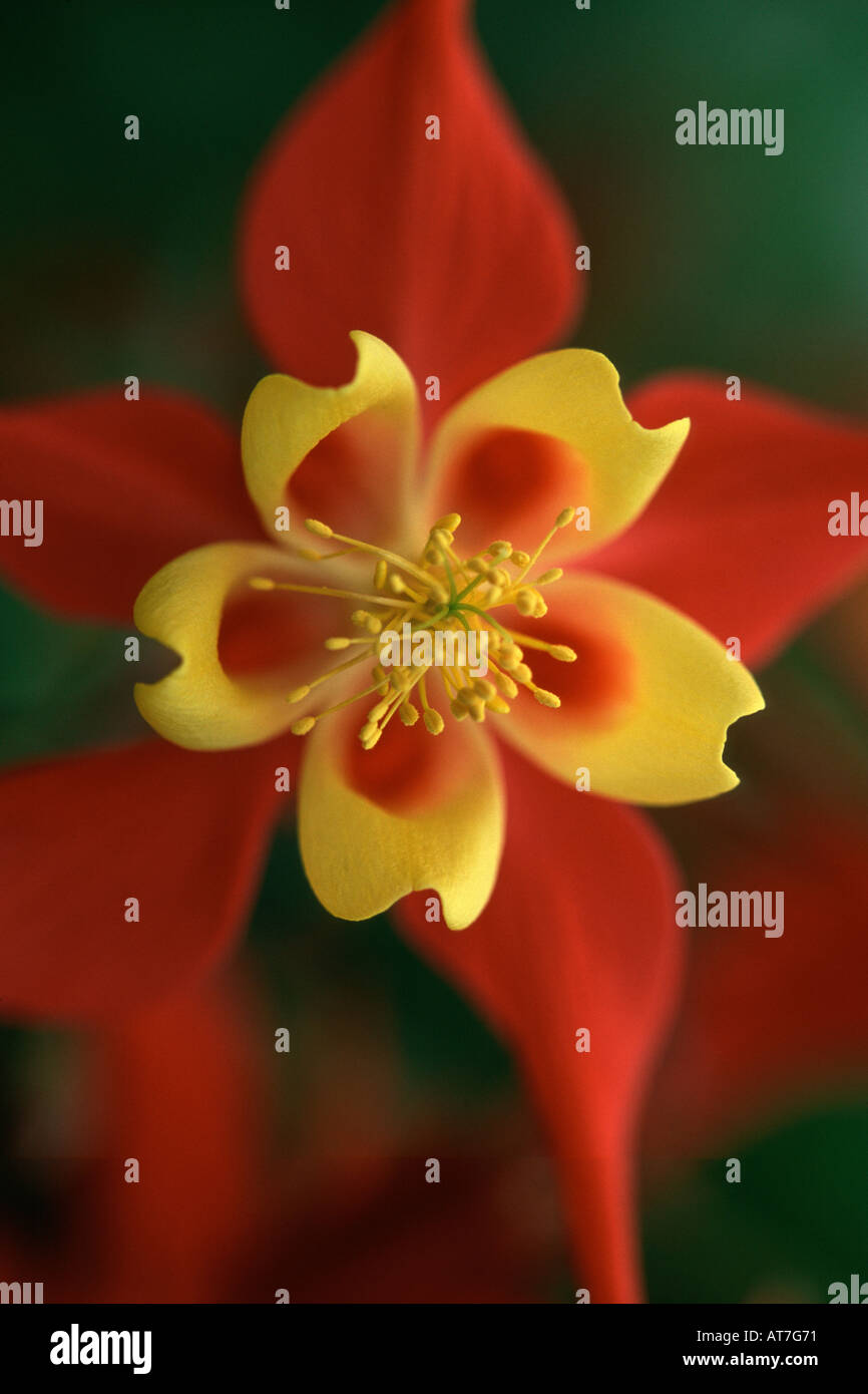 Columbine Aquilegia Close up of single flower Stock Photo - Alamy