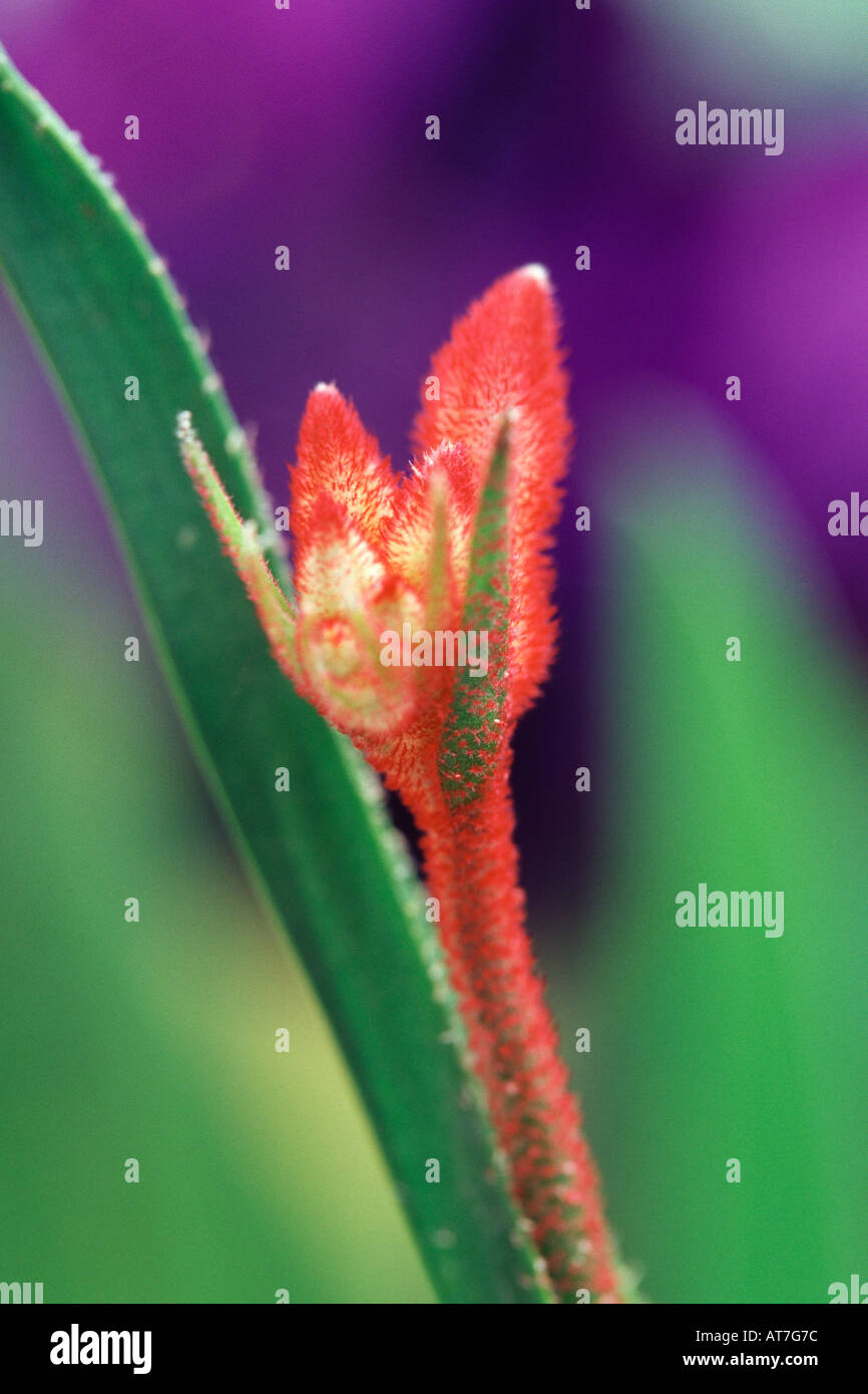 Close Up of Kangaroo Paw Anigozanthos Ranger Stock Photo - Alamy