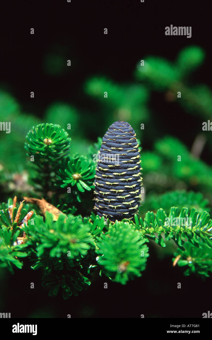 Abies koreana.Korean Fir showing single bluish purple cone Stock Photo ...