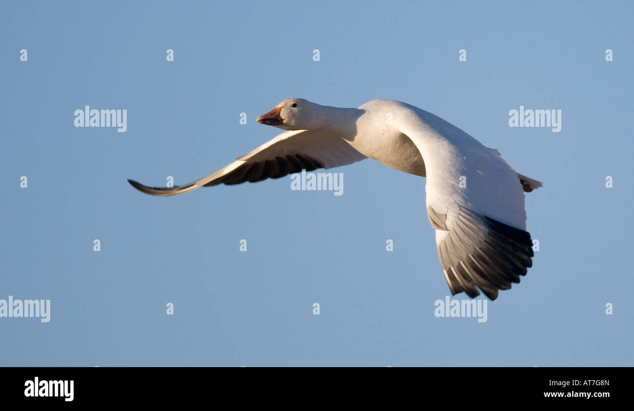 Snow Goose in Flight Stock Photo - Alamy
