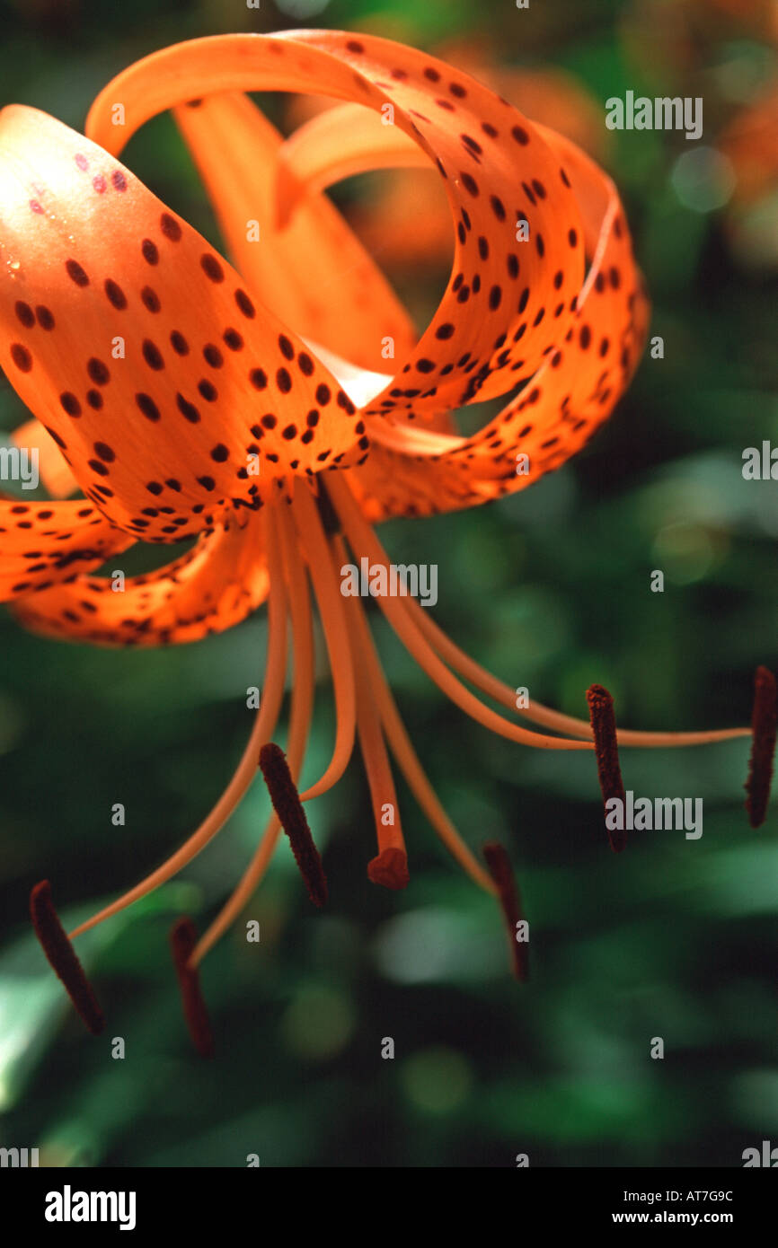 Lilium lancifolium splendens hi-res stock photography and images - Alamy