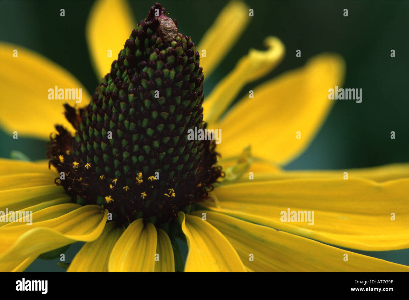 Rudbeckia maxima hi-res stock photography and images - Alamy