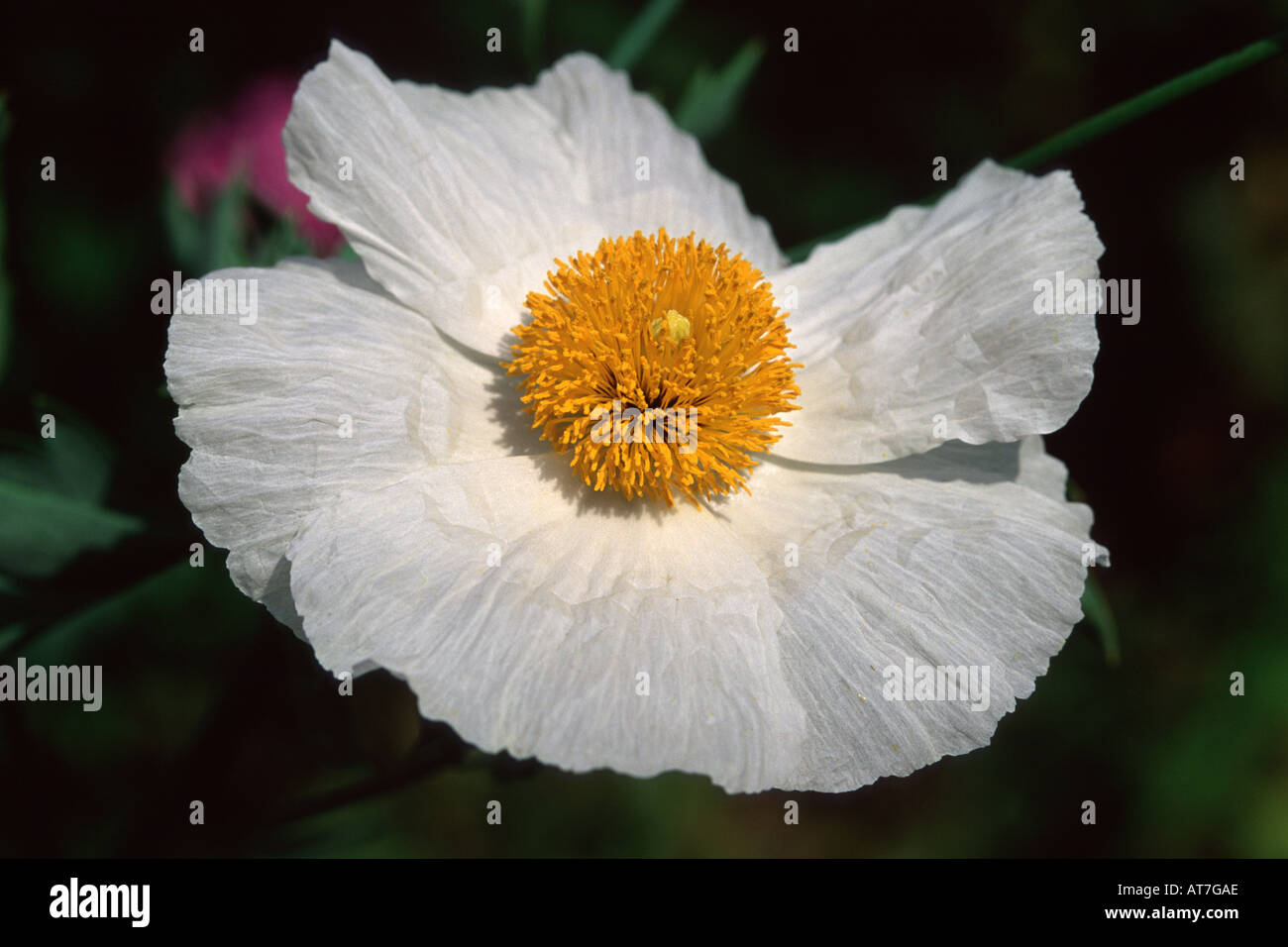 California poppy stamens hi-res stock photography and images - Alamy