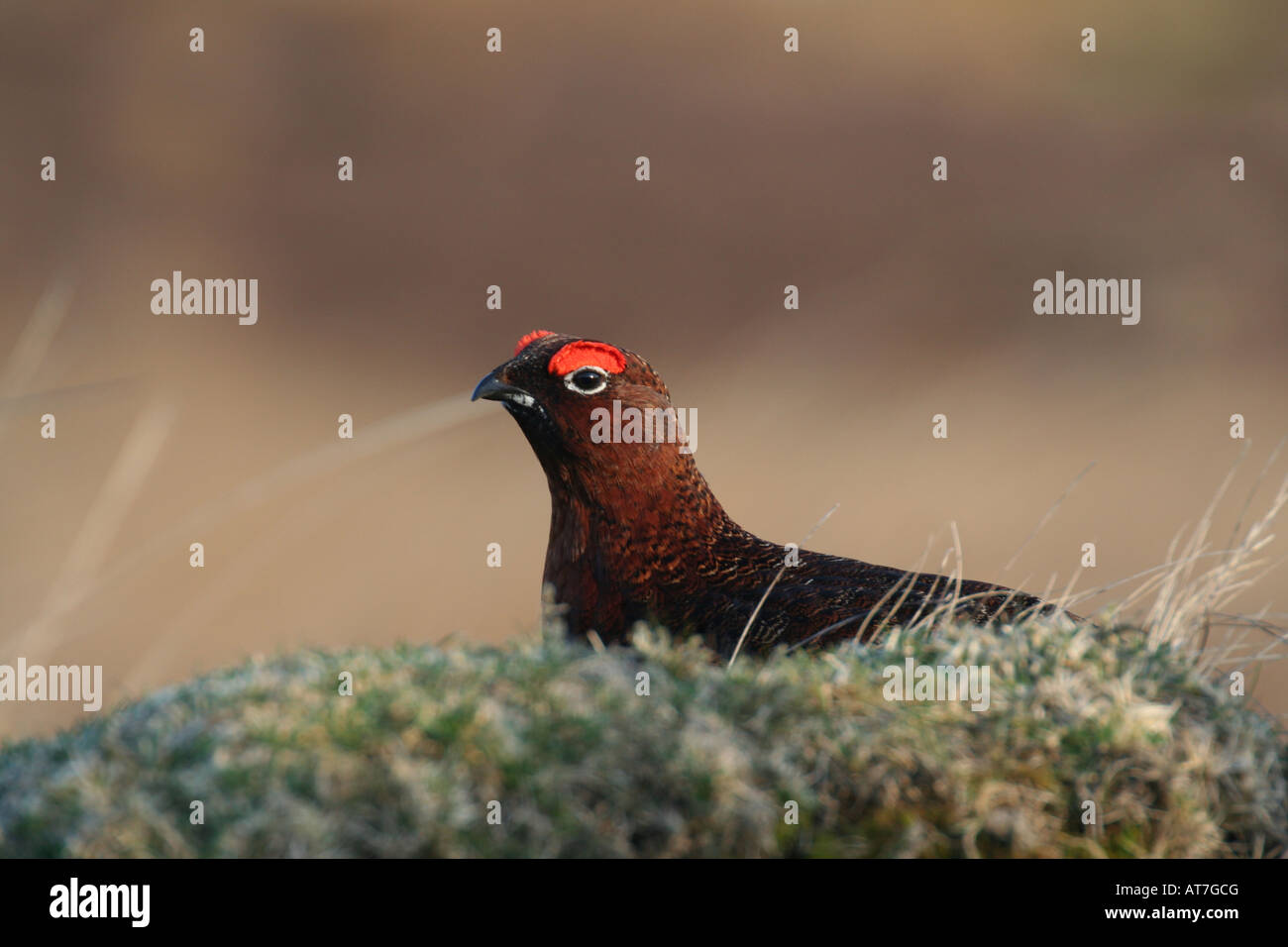Heather moorland grouse moor august hi-res stock photography and images ...