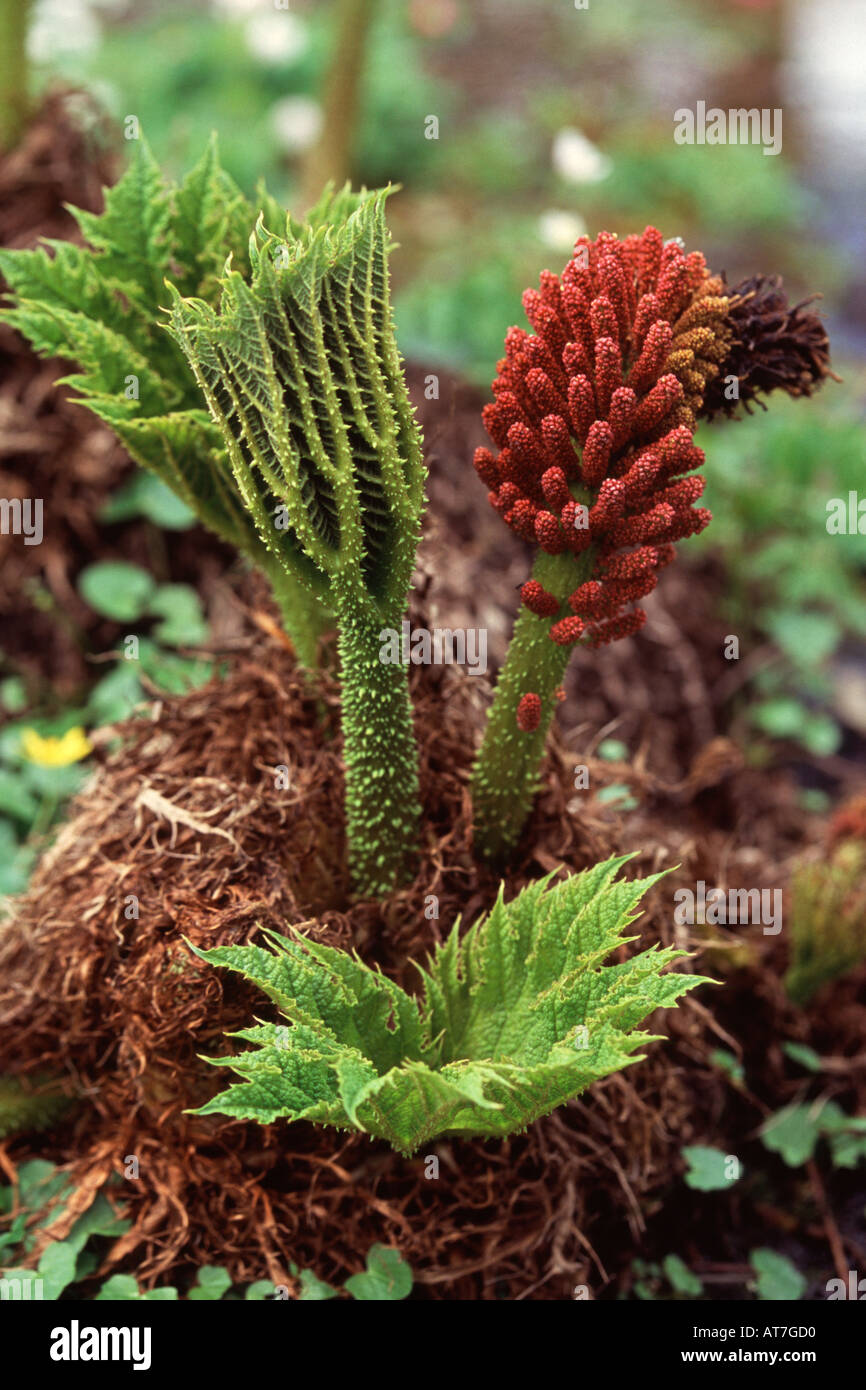 Gunnera tinctoria leaf hi-res stock photography and images - Alamy