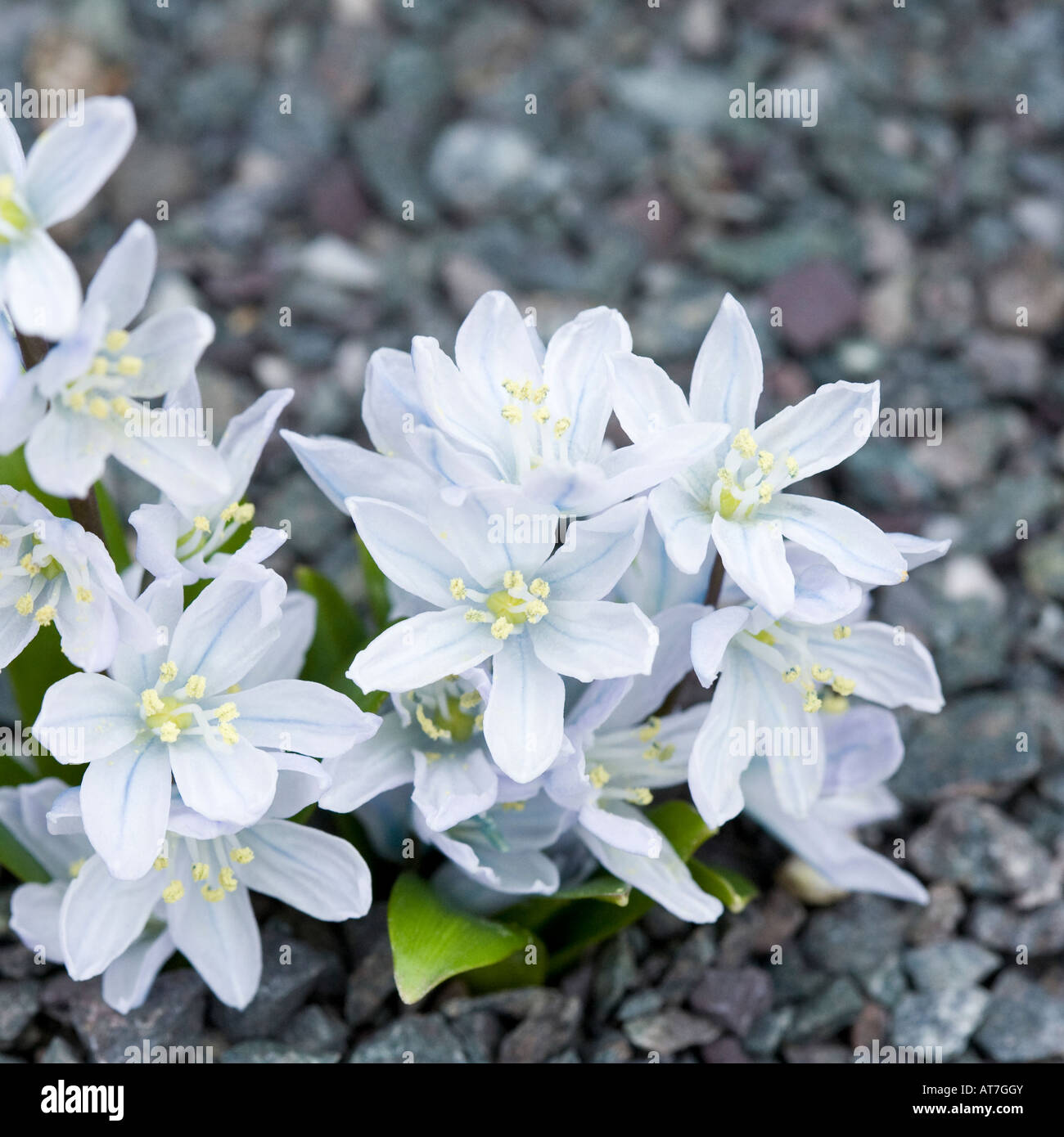 White squill scilla hi-res stock photography and images - Alamy