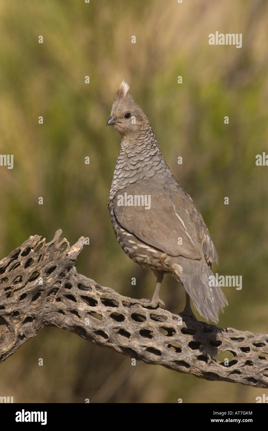 Scaled Quail Callipepla squamata on cholla cactus skeleton Stock Photo ...