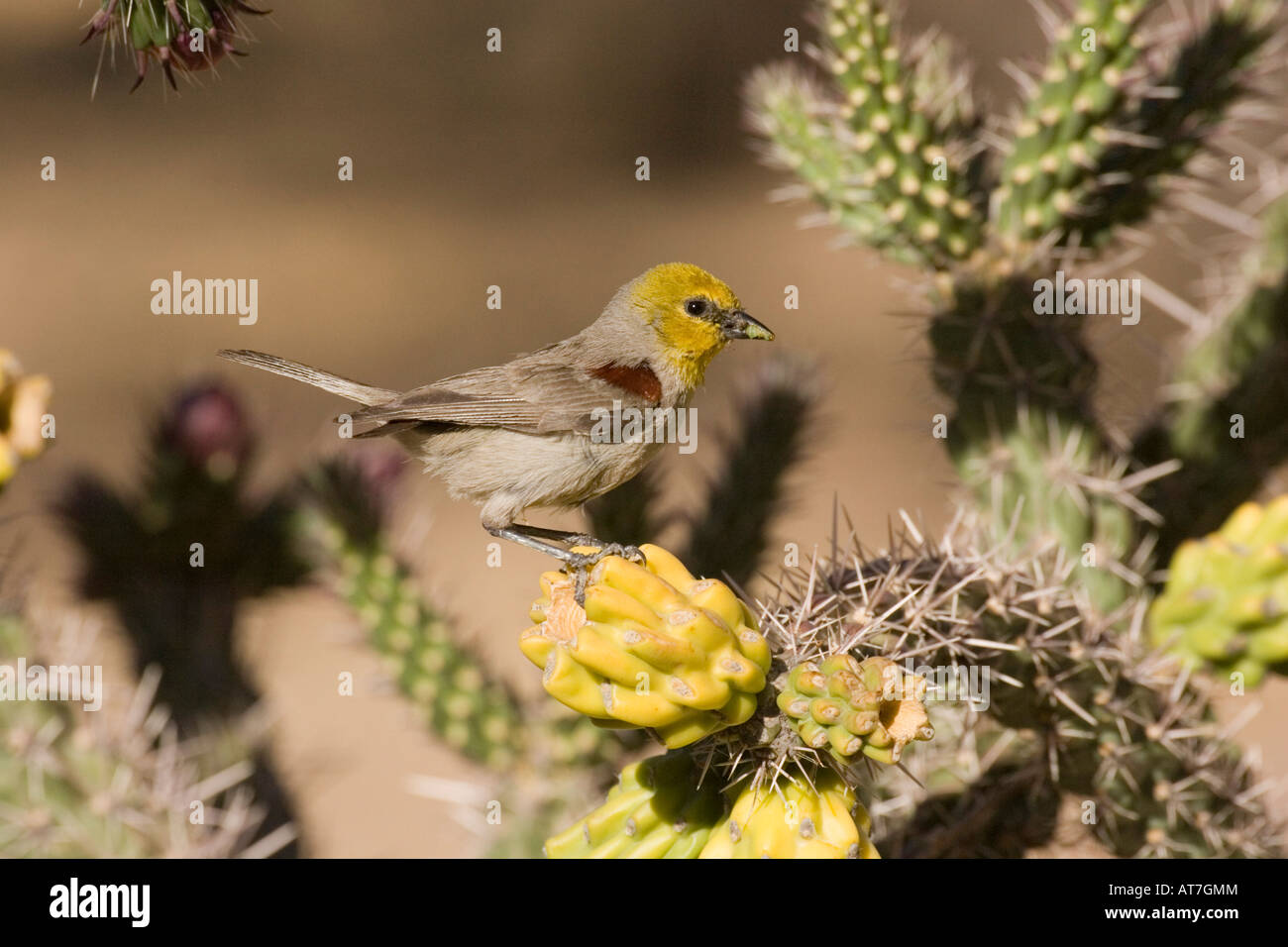 Verdin auriparus flaviceps on cactus hi-res stock photography and ...