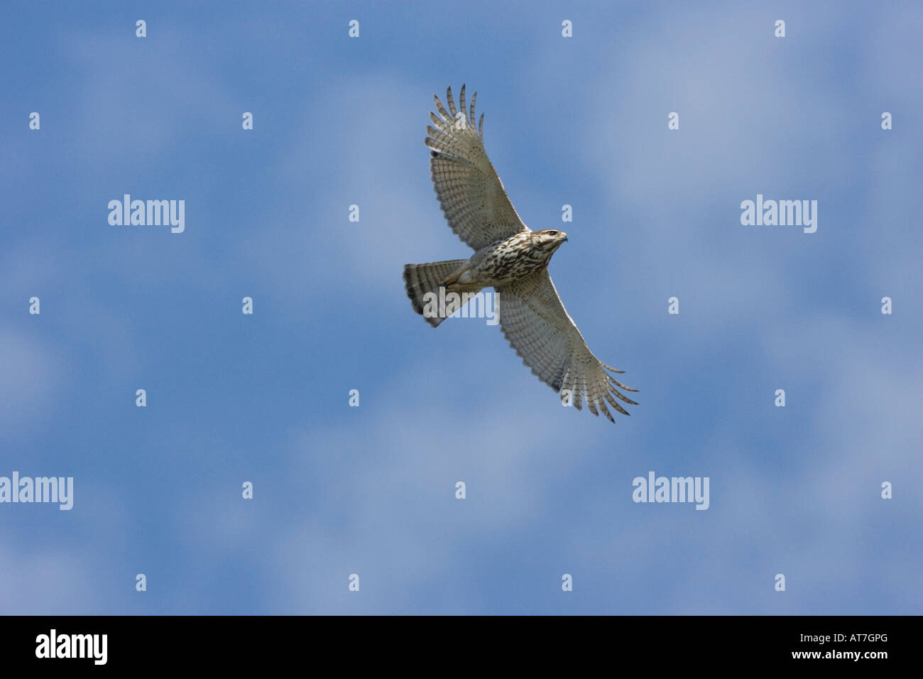 Gray Hawk juvenile Asturina nitida in flight Stock Photo - Alamy