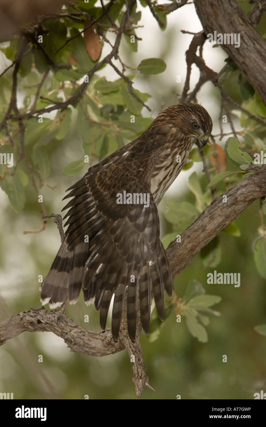 Cooper's Hawk juvenile Accipiter cooperii perched in tree Stock Photo ...