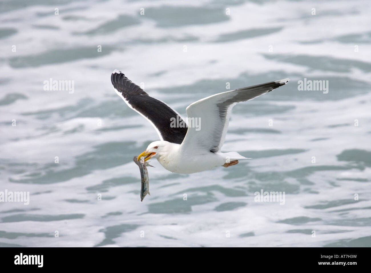 Black backed gull in flight carrying fish Stock Photo - Alamy
