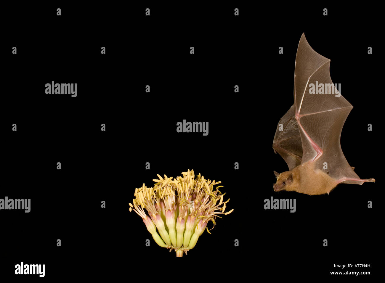 Anatomy Of Mexican Long Tongued Bat