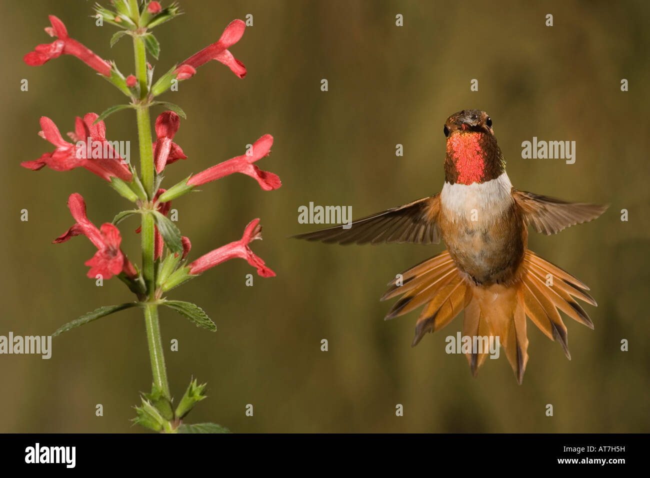 Rufous Hummingbird male Selasphorus rufus feeding at Stachys coccinea ...