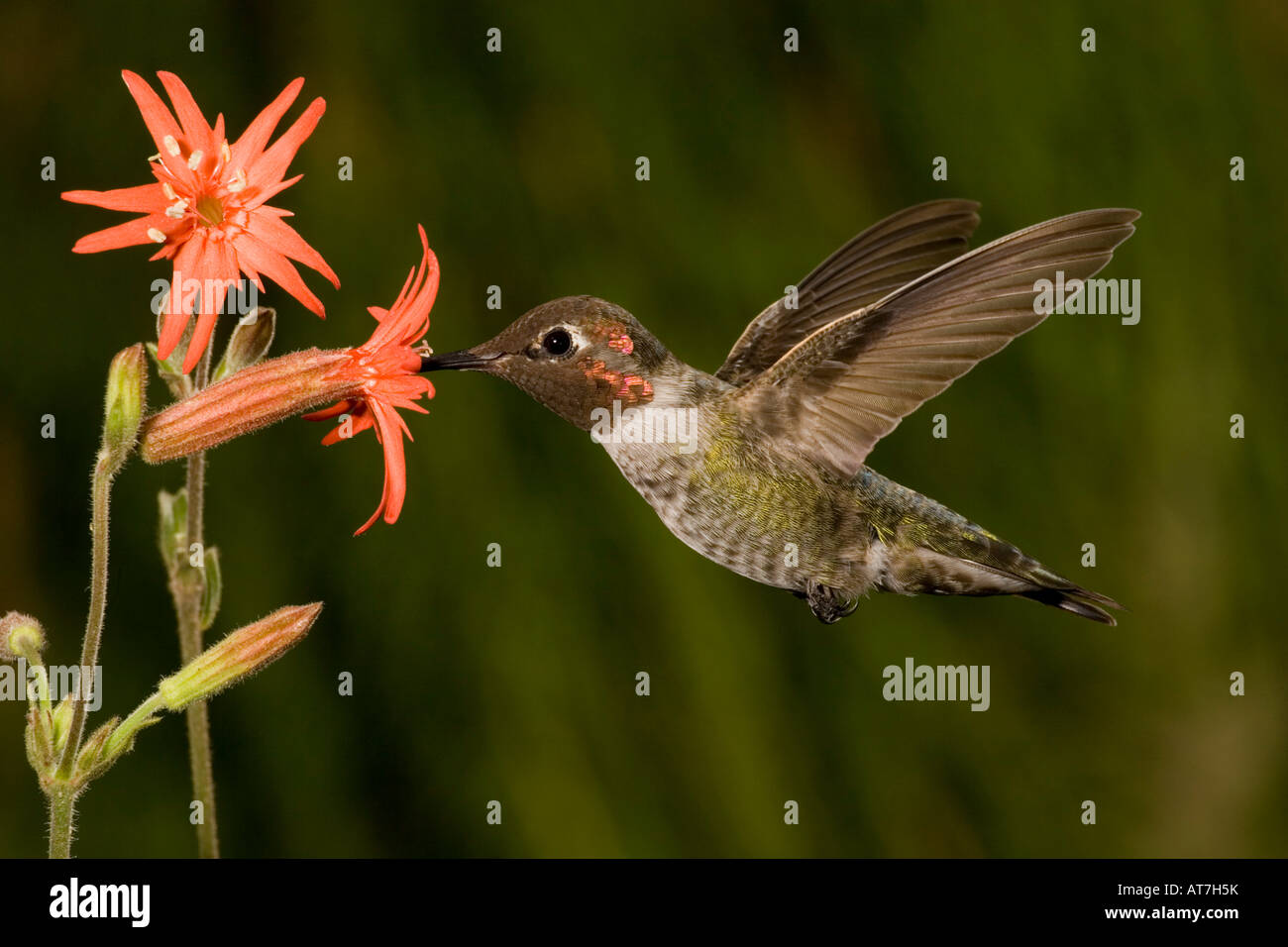 Anna's Hummingbird male Calypte anna feeding at Mexican pink Silene ...