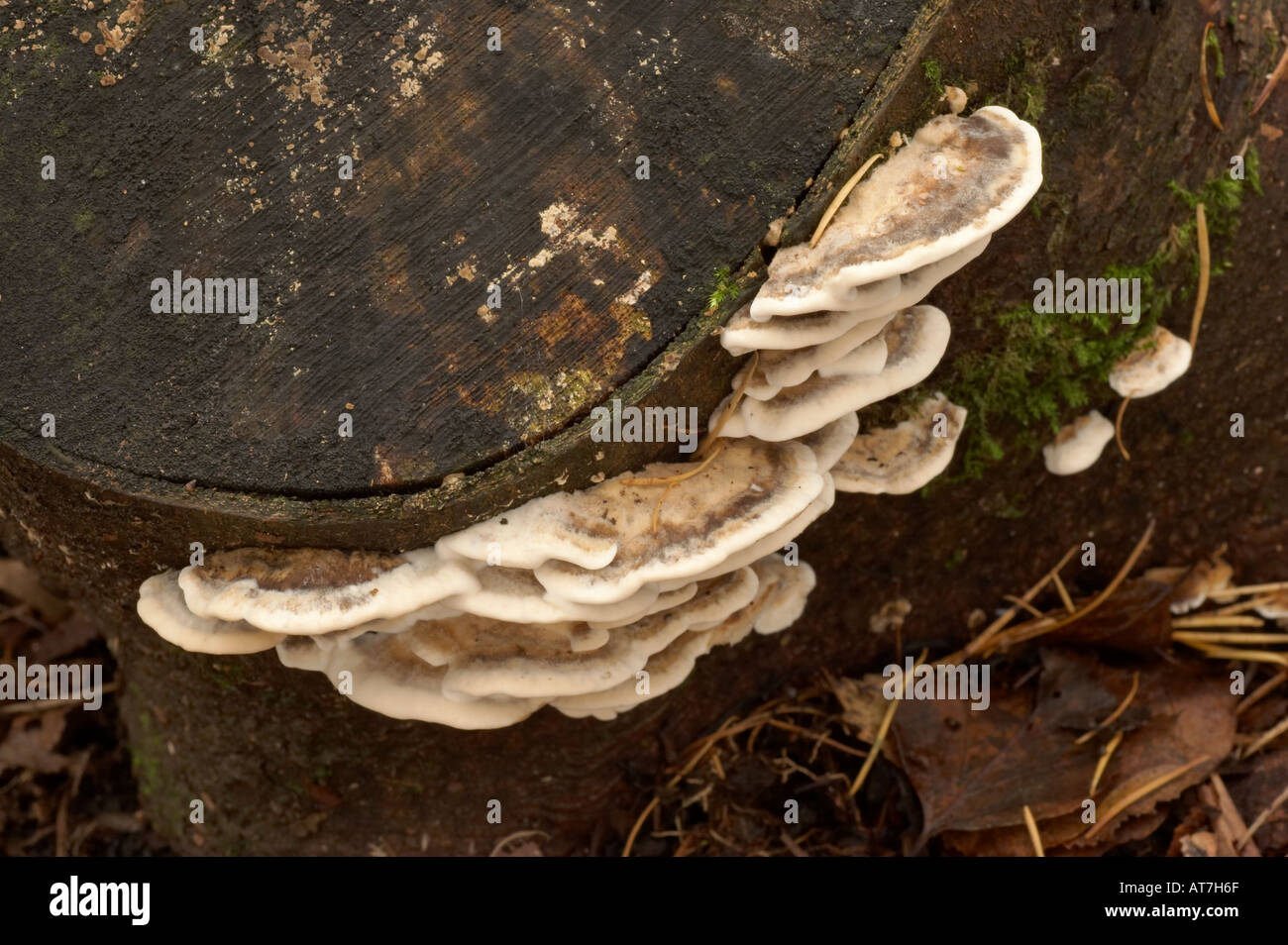 Bjerkandera fungus hi-res stock photography and images - Alamy