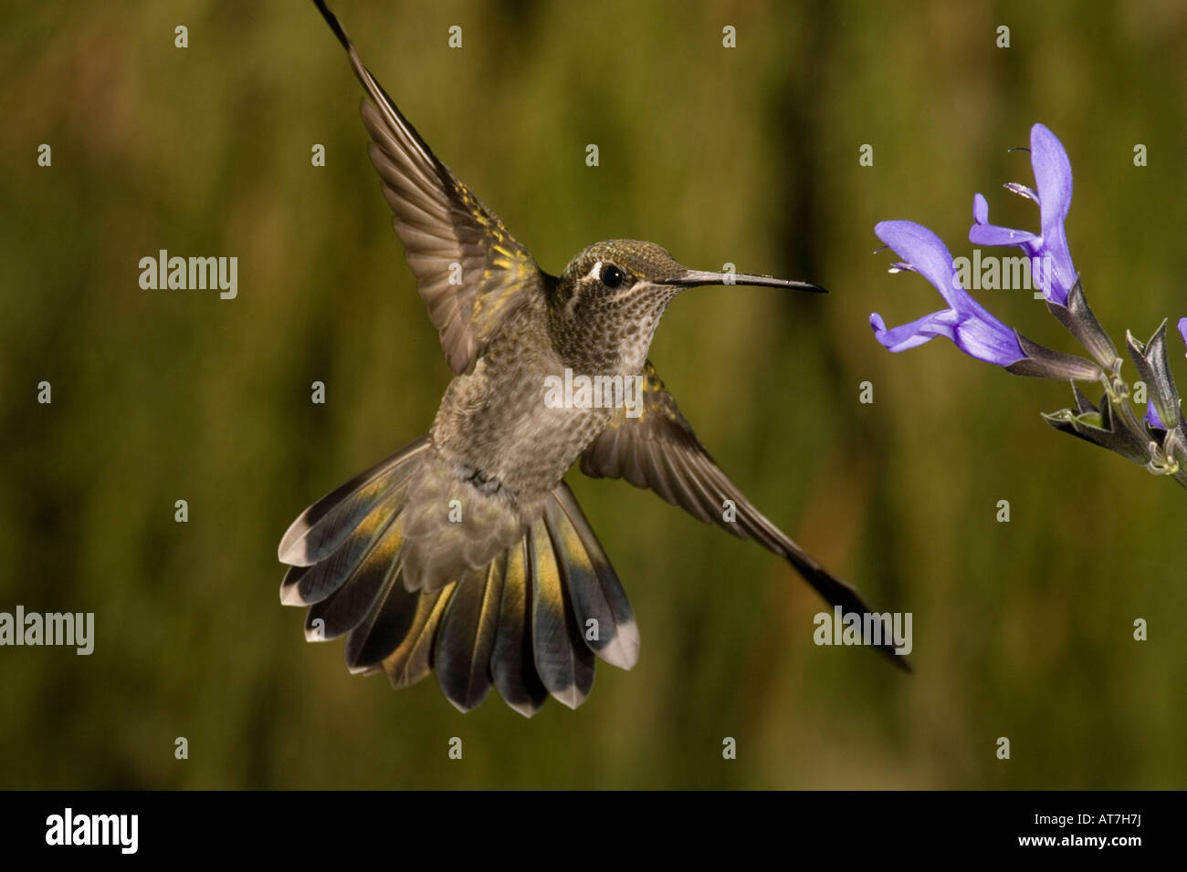 Magnificent Hummingbird immature female Eugenes fulgens feeding at ...