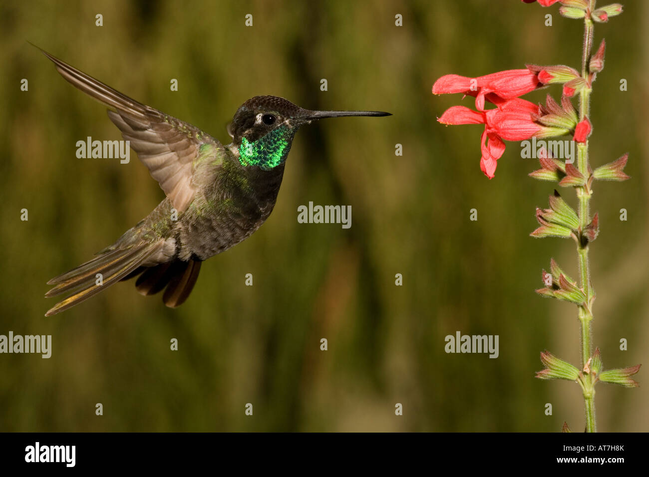 Magnificent Hummingbird male Eugenes fulgens feeding at Salvia darcyi ...