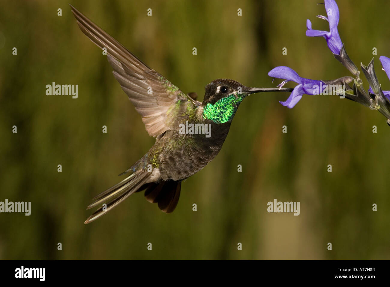 Magnificent Hummingbird male Eugenes fulgens feeding at Salvia ...