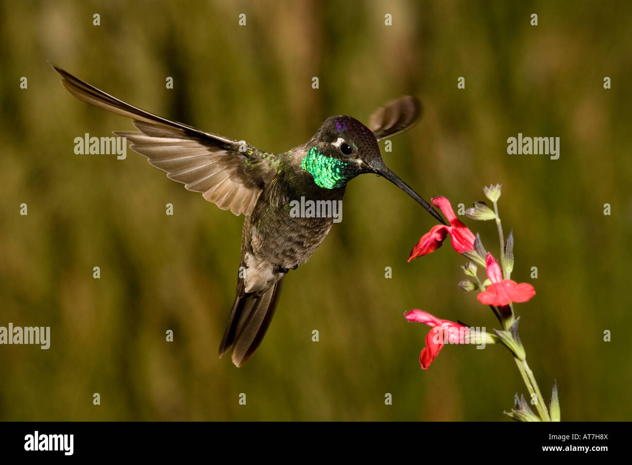 Magnificent Hummingbird male Eugenes fulgens feeding at Salvia greggii ...
