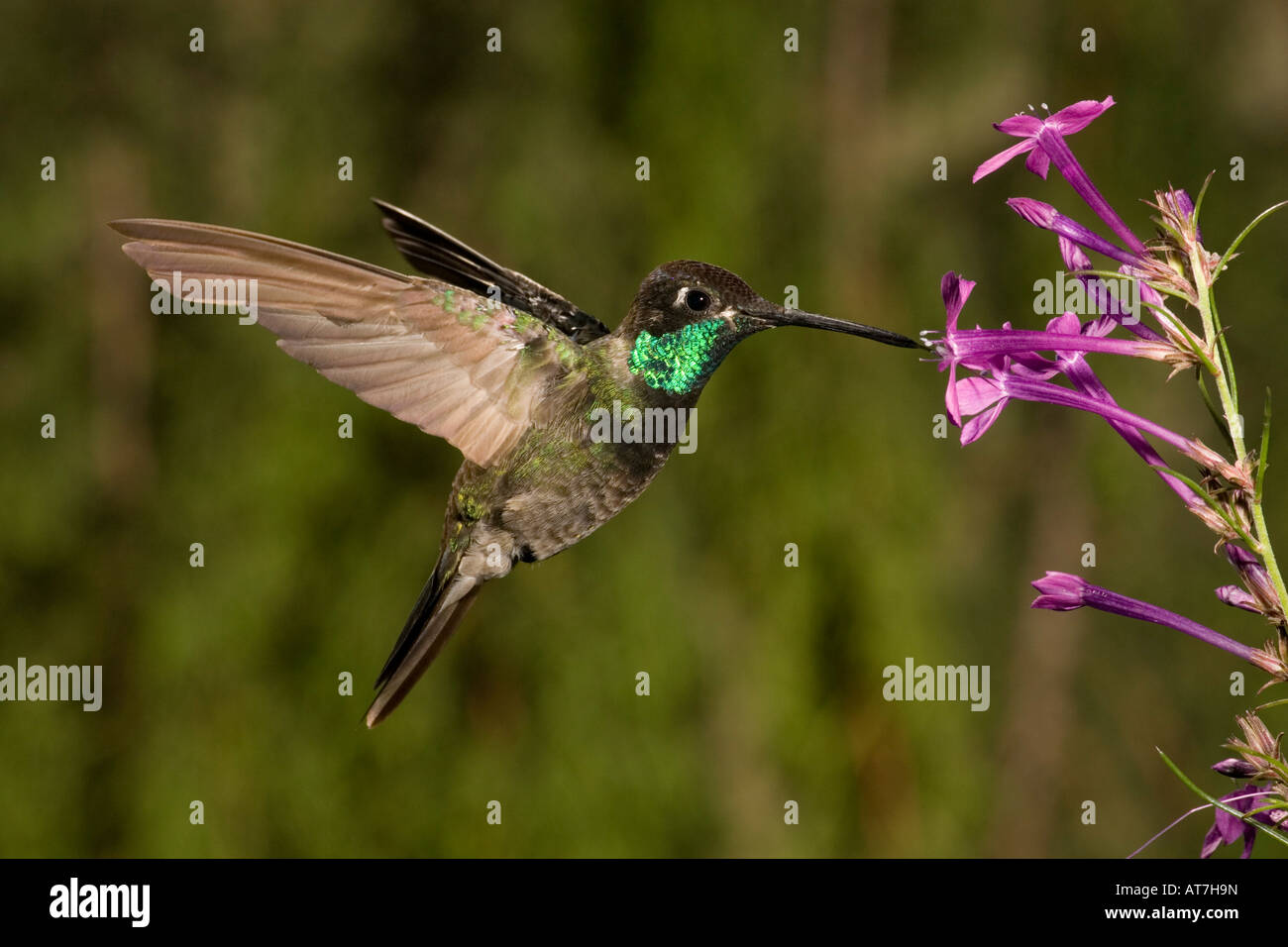 Magnificent Hummingbird male Eugenes fulgens feeding at Ipomopsis ...