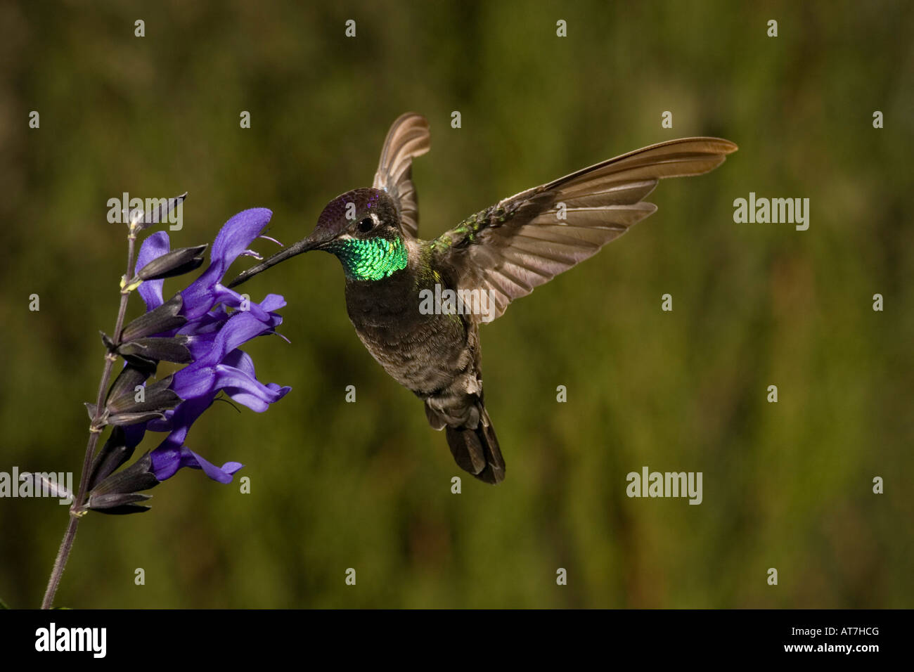Magnificent Hummingbird male Eugenes fulgens feeding at Salvia ...