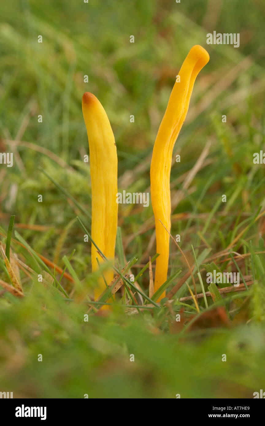 Clavulinopsis helvola hi-res stock photography and images - Alamy