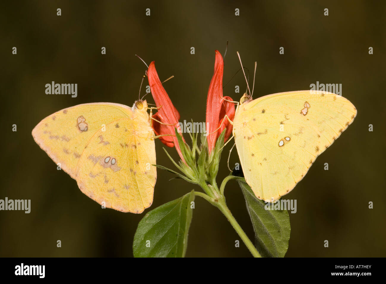 Cloudless Sulphur Butterflies Phoebis sennae feeding at Justicia ...