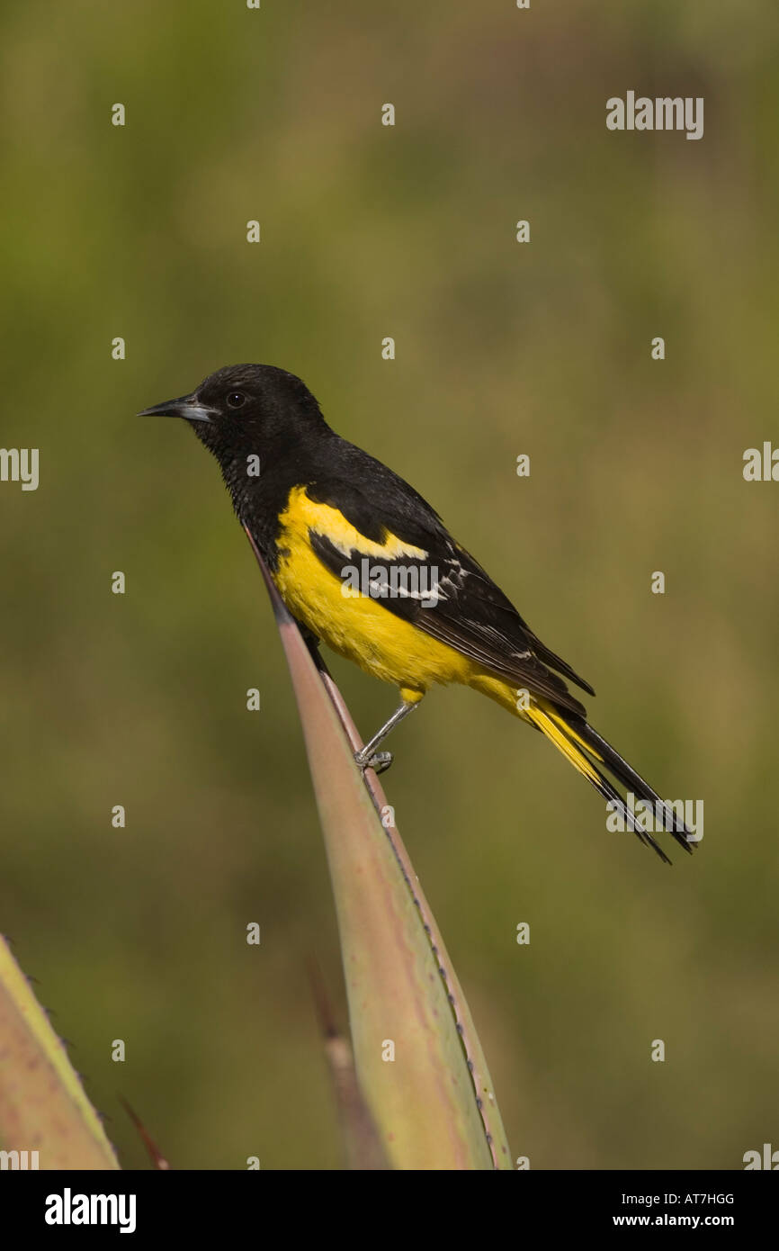 Scott's Oriole male Icterus parisorum on agave leaf Stock Photo - Alamy