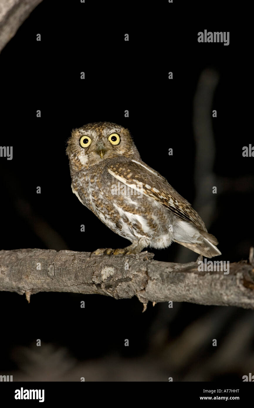 Elf Owl Micrathene whitneyi Stock Photo - Alamy