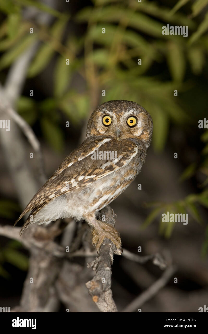Elf owl hi-res stock photography and images - Alamy