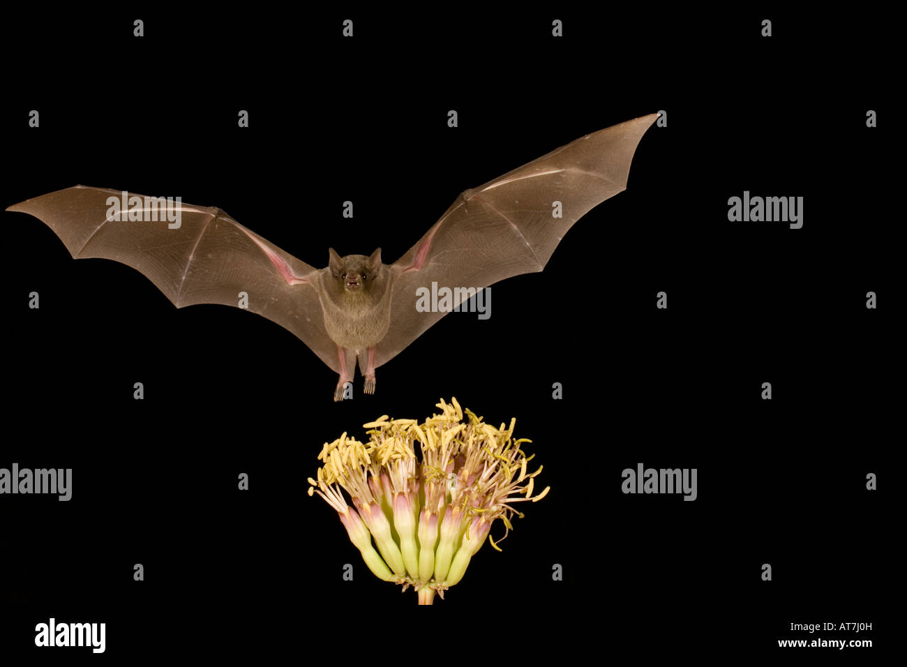 Nectar bat Lesser Long-nosed Bat Leptonycteris curasoae feeding at ...