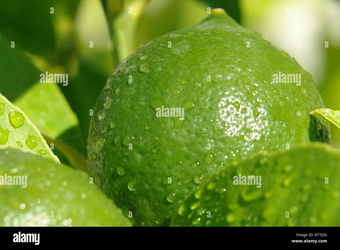 lemons in a tree with water drops Stock Photo - Alamy