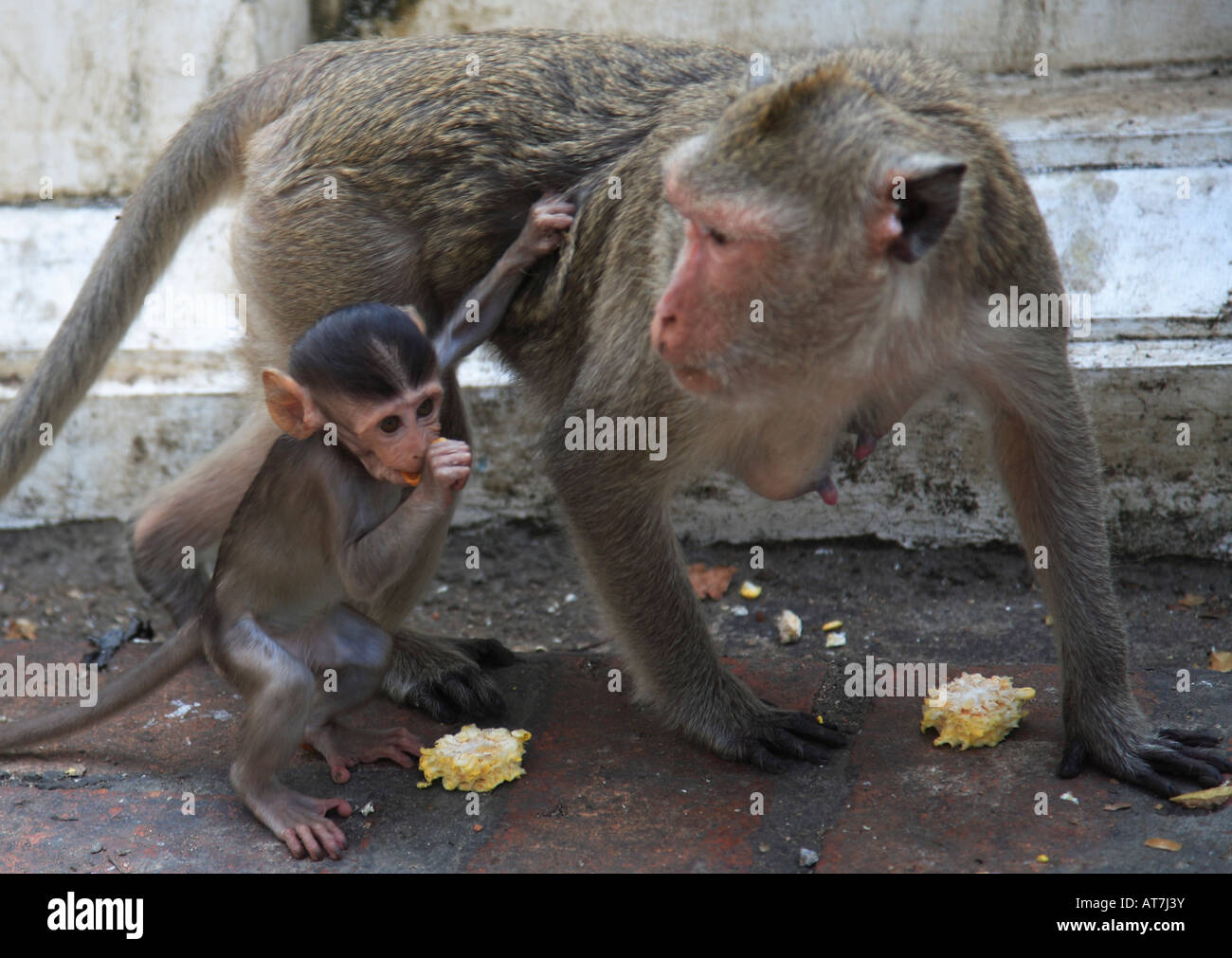 Phetchaburi monkeys hi-res stock photography and images - Alamy