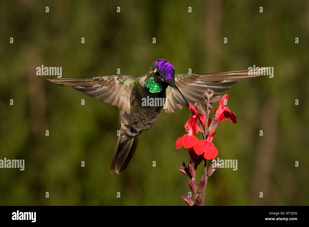 Magnificent Hummingbird male Eugenes fulgens feeding at Salvia greggii ...