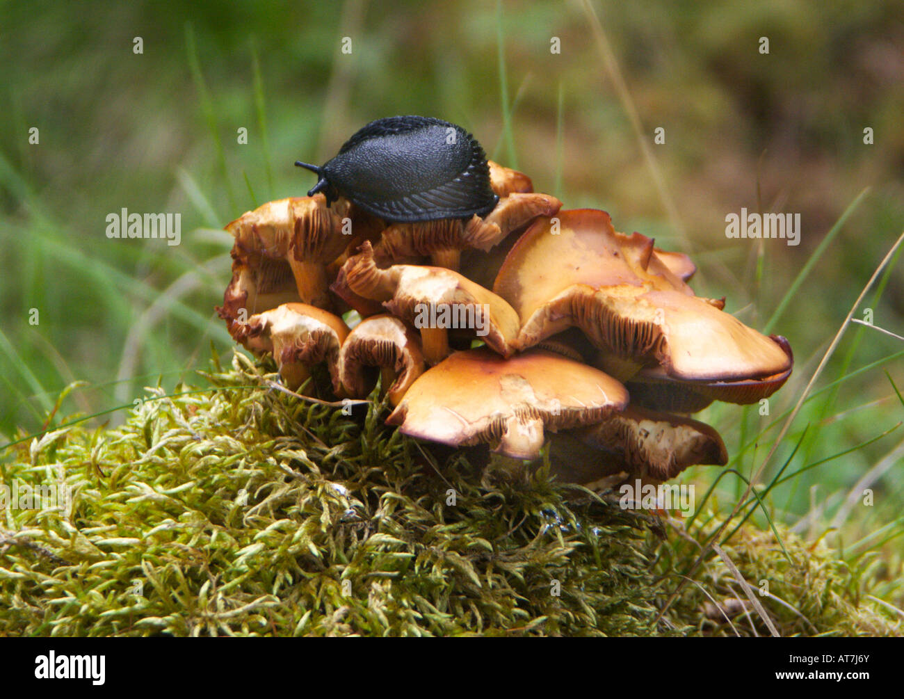 Slug eating fungai Stock Photo - Alamy